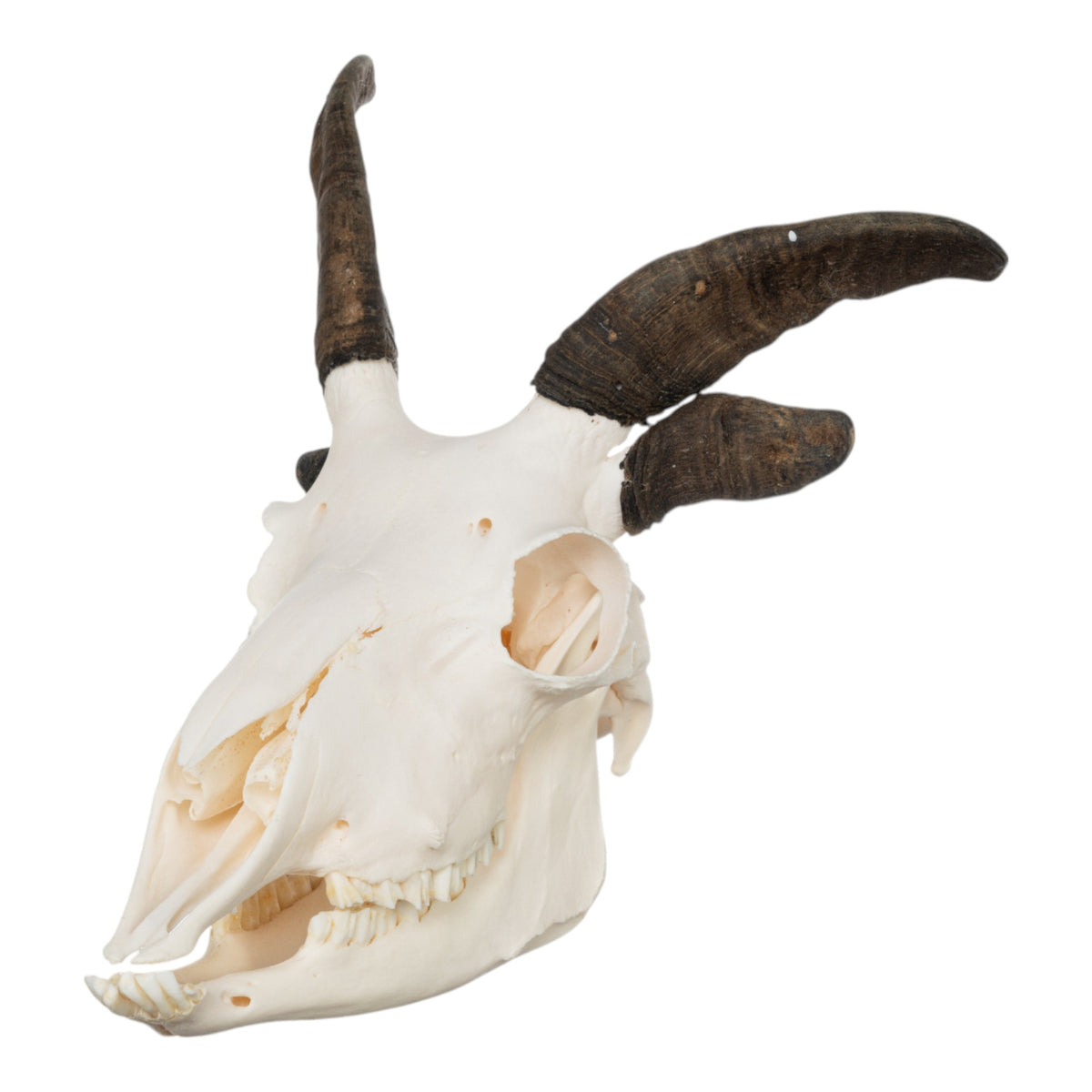 Real Four-horned Jacob Sheep Skull For Sale — Skulls Unlimited ...
