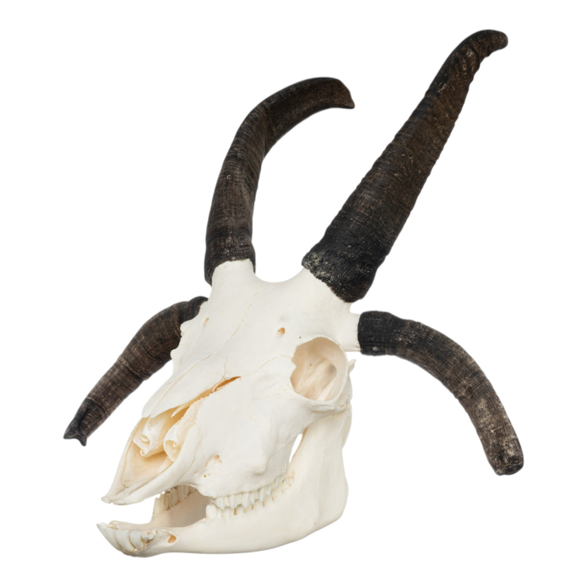 Real Four-horned Jacob Sheep Skull For Sale — Skulls Unlimited ...