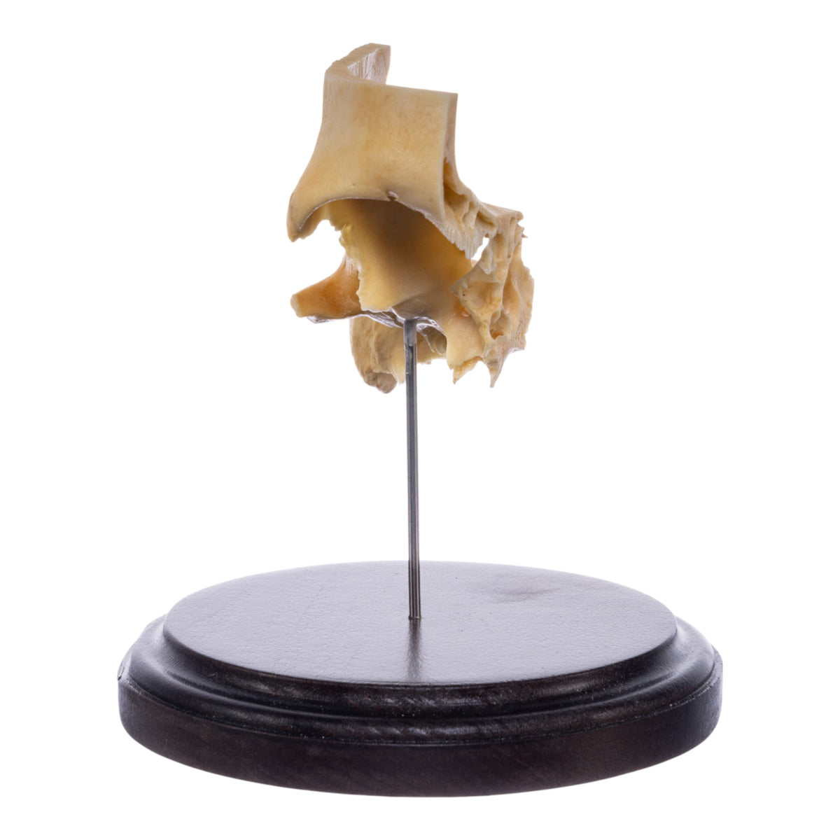 Real Human Skull For Sale — Skulls Unlimited International, Inc.