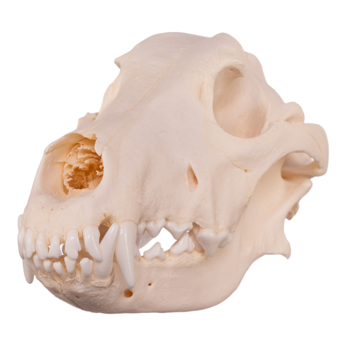 Real German Shepherd Skull For Sale — Skulls Unlimited International, Inc.