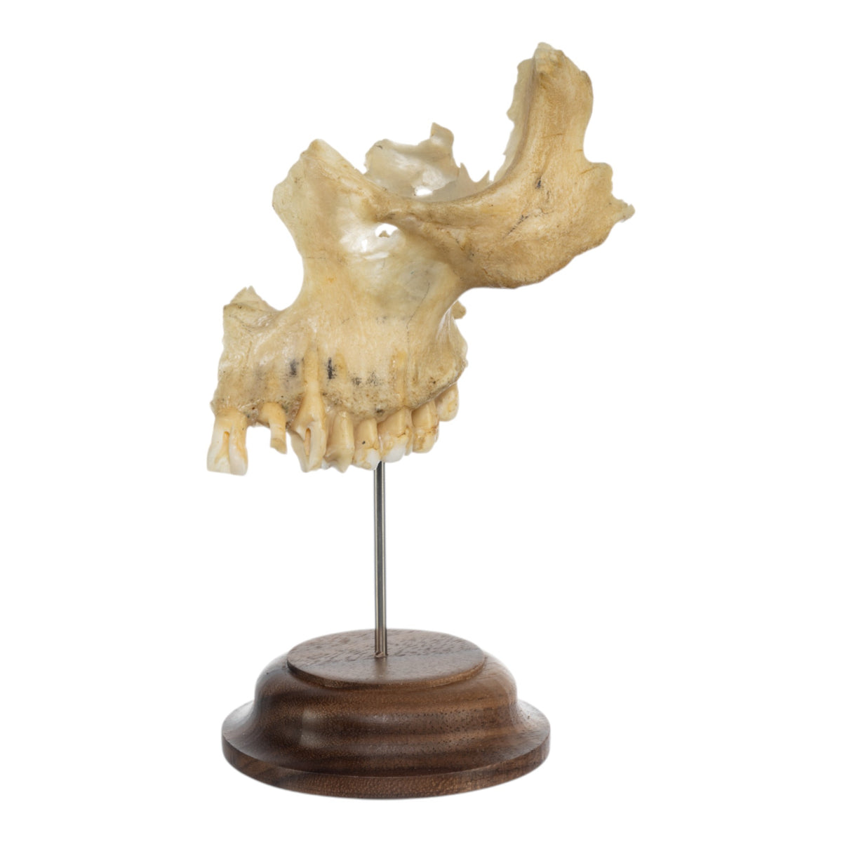 Real Human Maxillary Bone On Stand For Sale — Skulls Unlimited ...