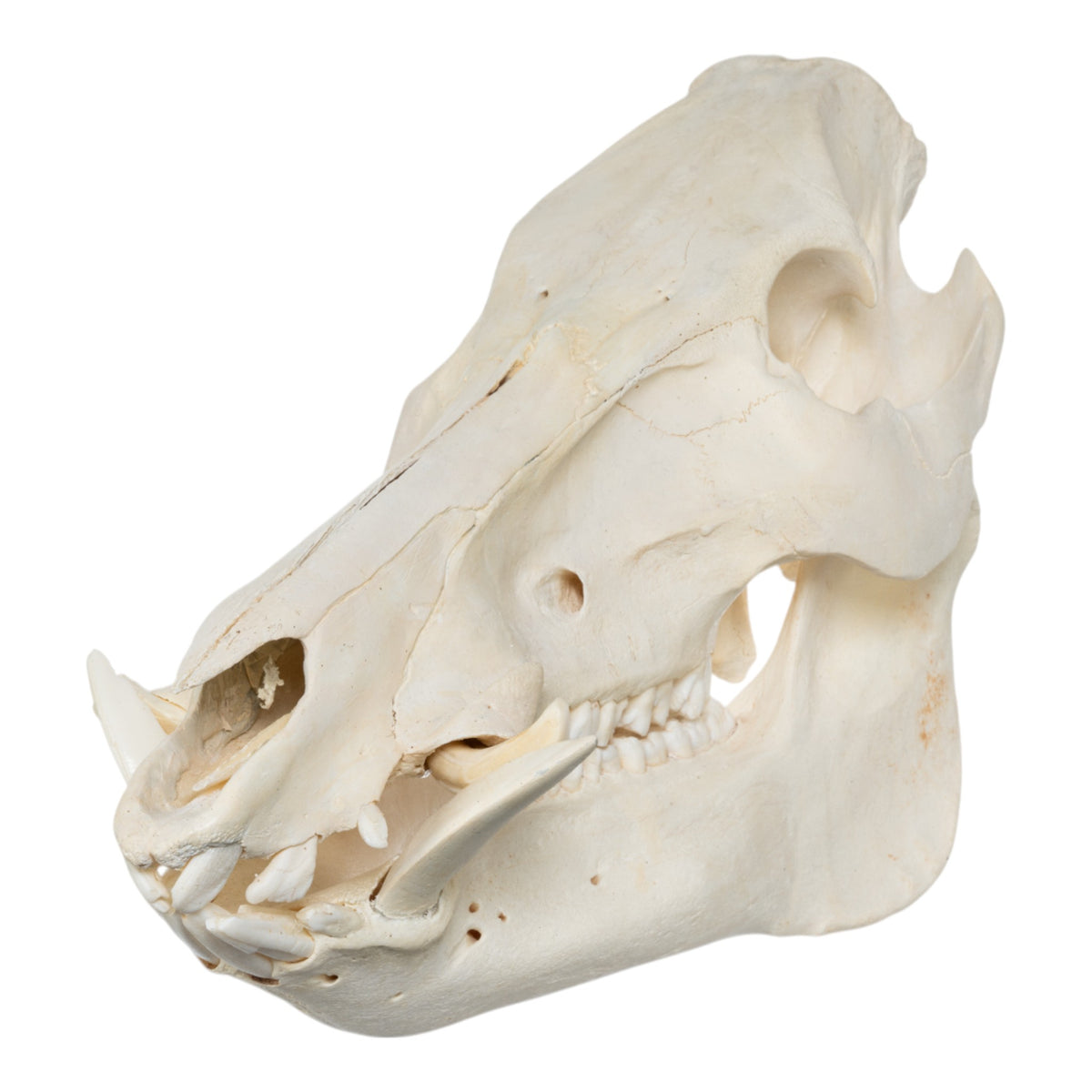Real Wild Boar Skull For Sale — Skulls Unlimited International, Inc.