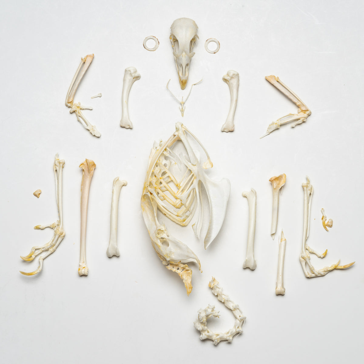 Real Pheasant Skeleton For Sale — Skulls Unlimited International, Inc.