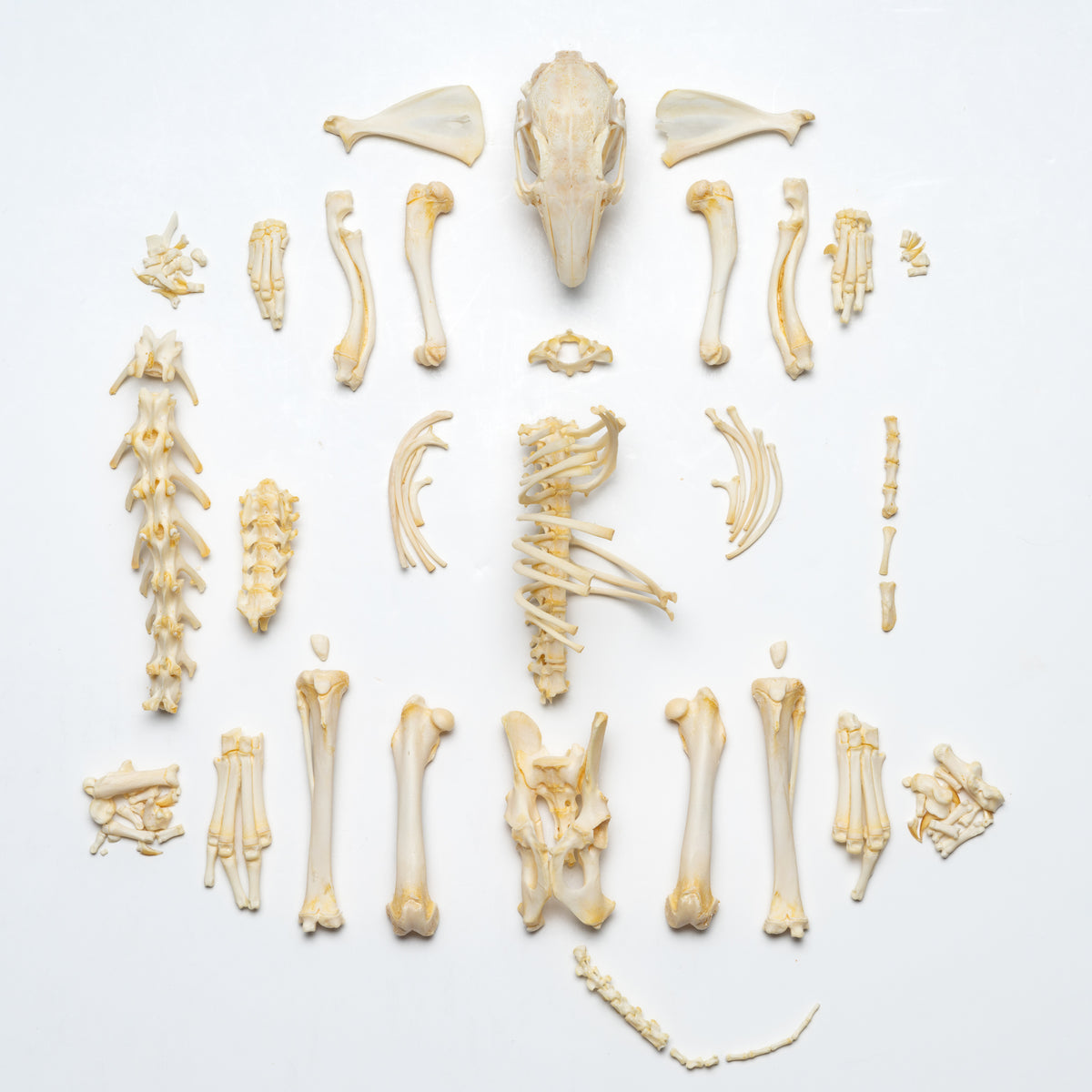 Real Domestic Rabbit Skeleton For Sale — Skulls Unlimited International ...