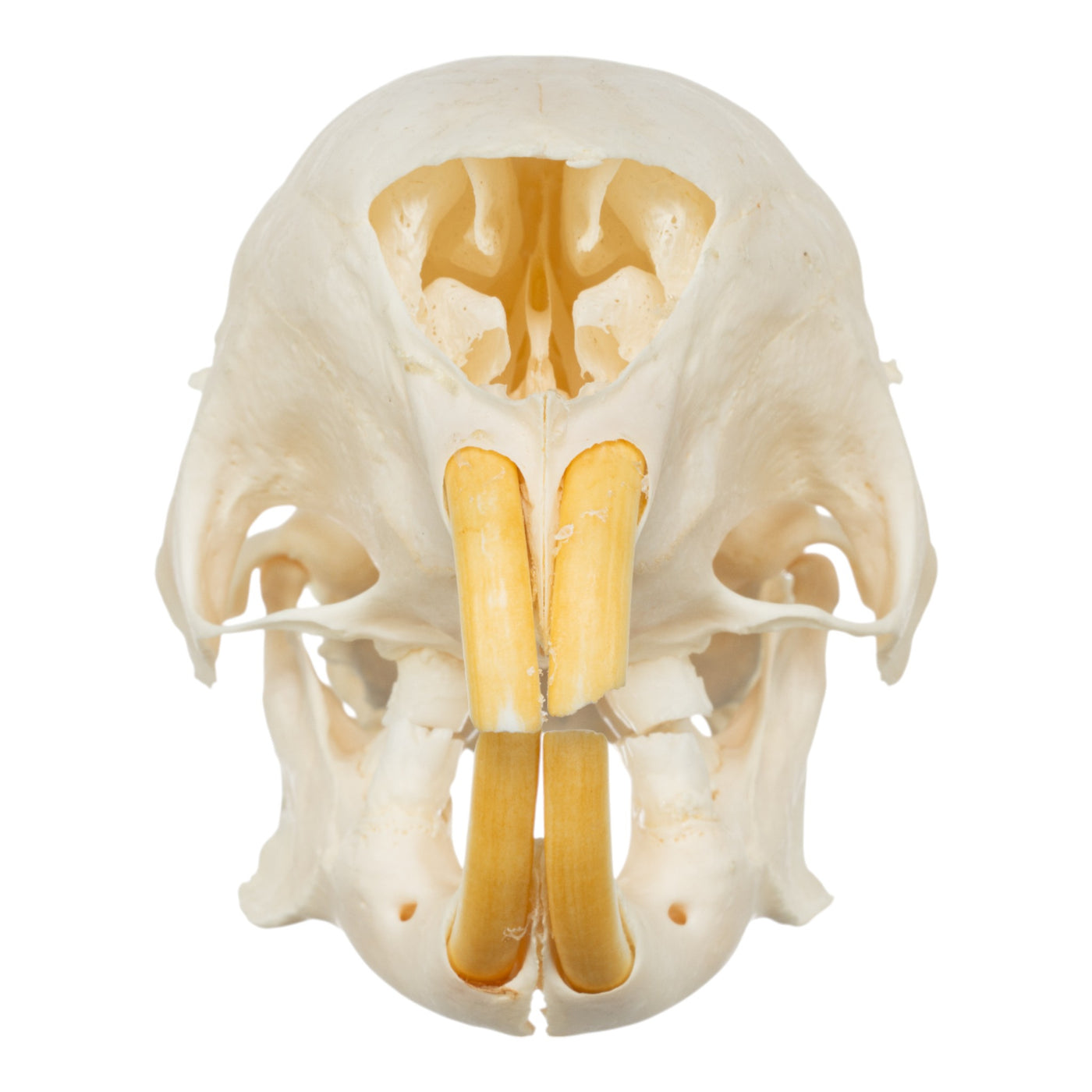 Real African Crested Porcupine Skeleton For Sale — Skulls Unlimited ...