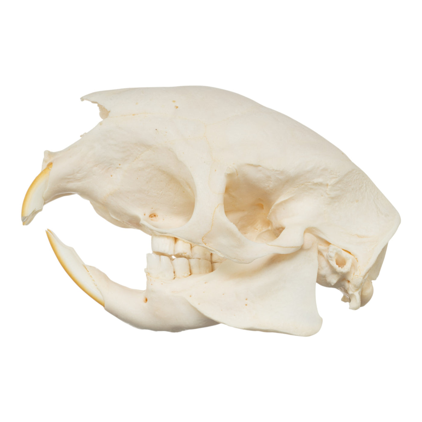 Real African Crested Porcupine Skeleton For Sale — Skulls Unlimited ...