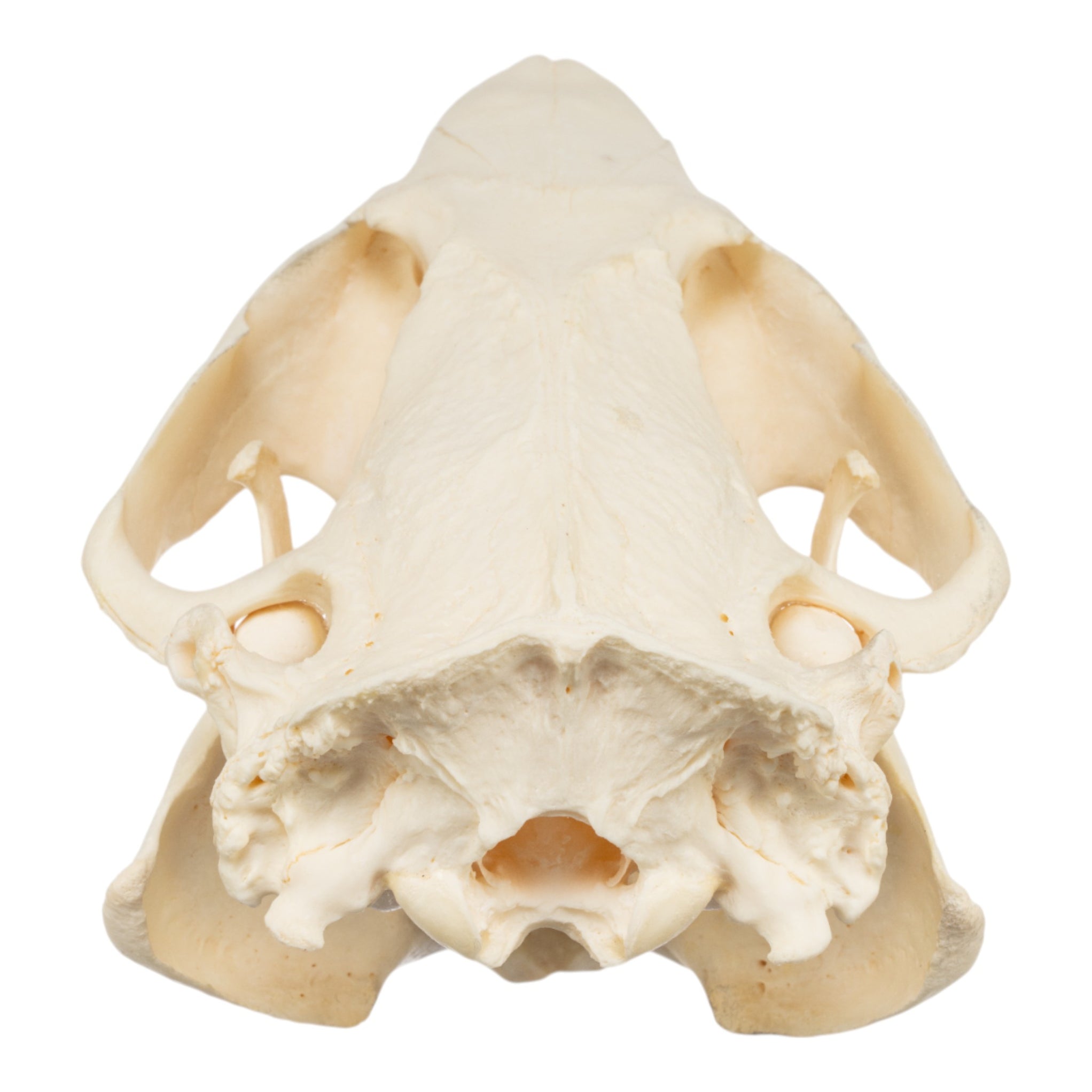 Real American Beaver Skull For Sale — Skulls Unlimited International, Inc.