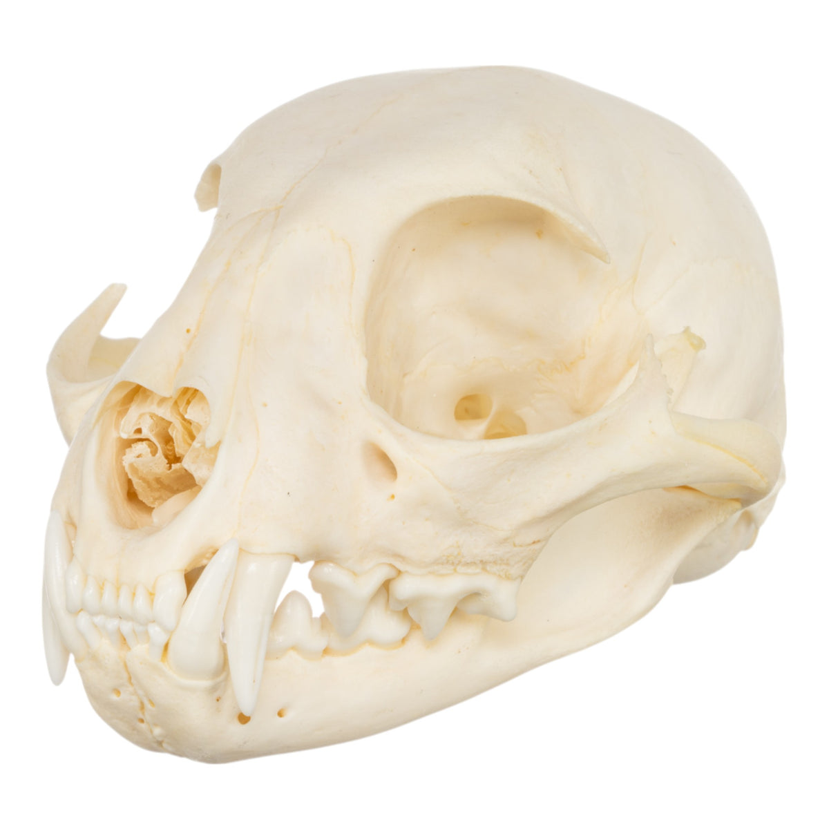 Real Bobcat Skull For Sale — Skulls Unlimited International, Inc.