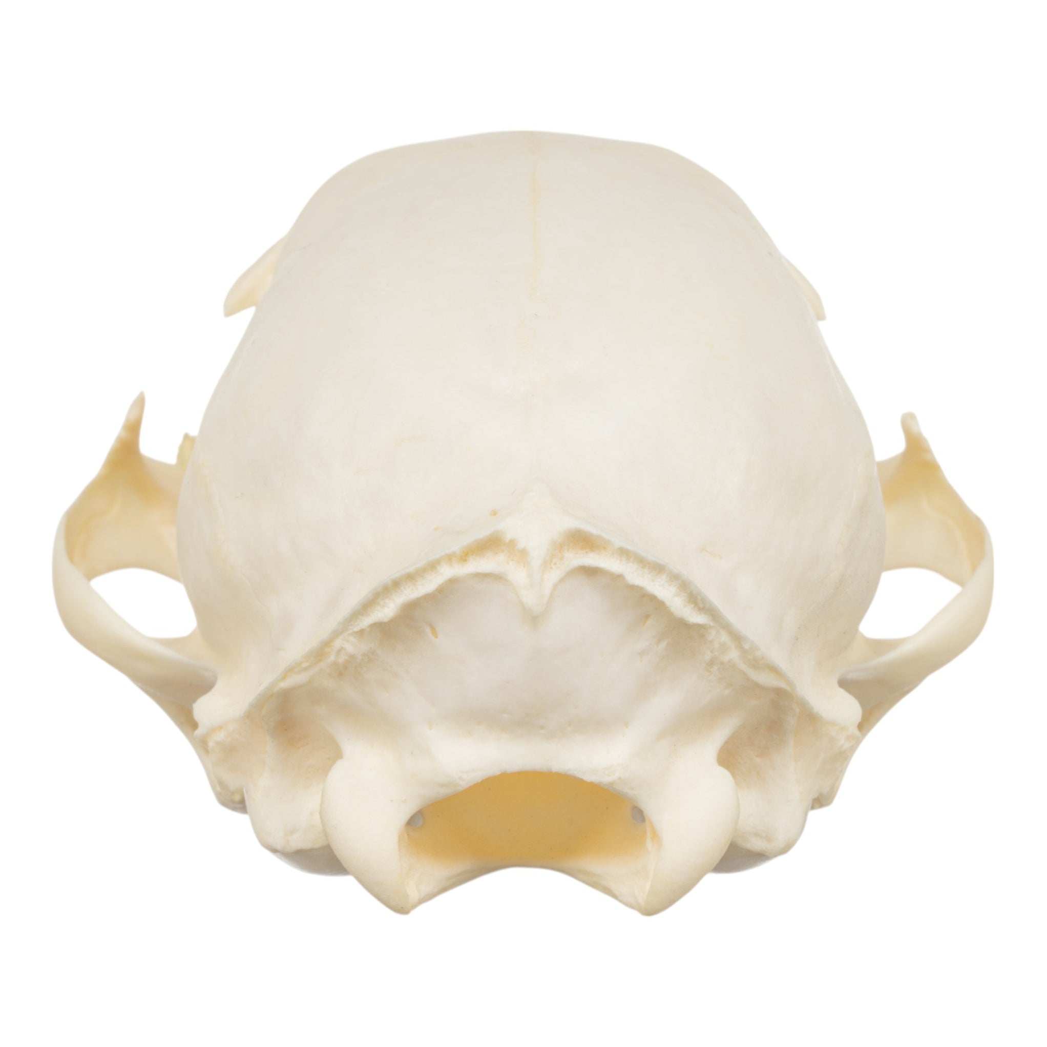 Real Bobcat Skull For Sale — Skulls Unlimited International, Inc.