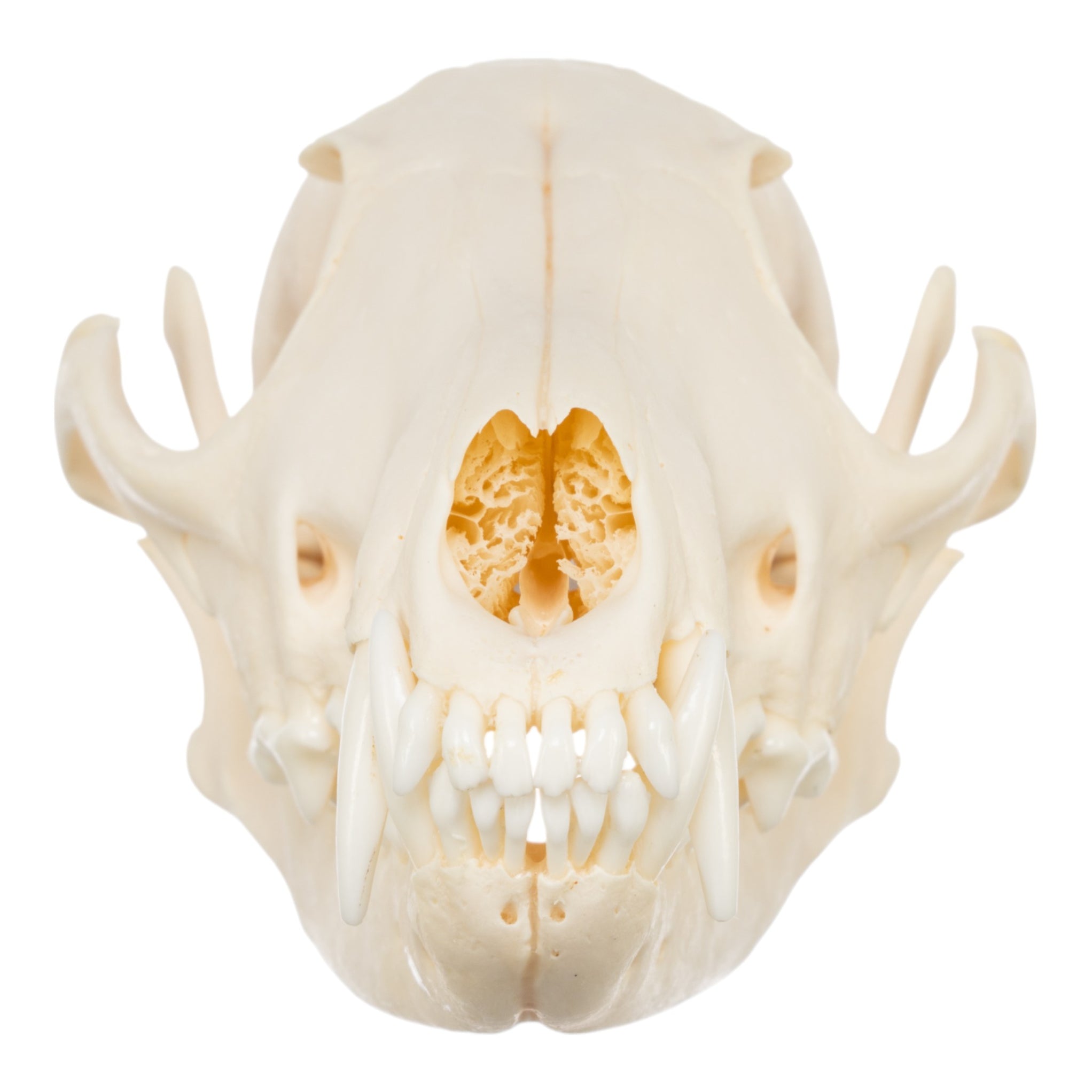 Real Red Fox Skull For Sale — Skulls Unlimited International, Inc.