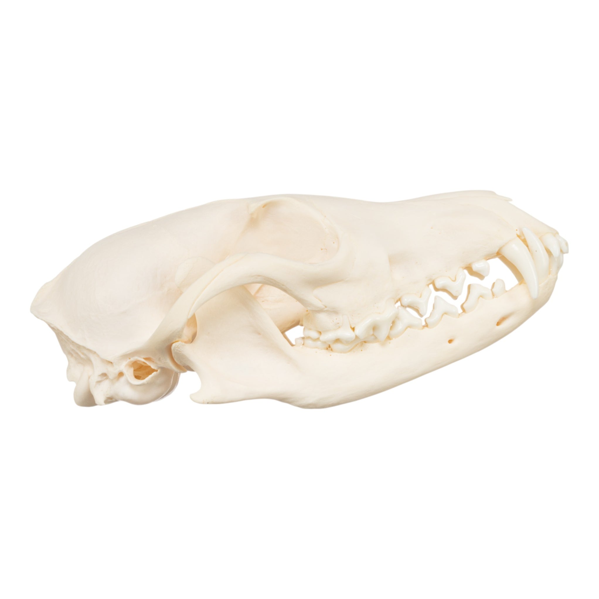 Real Red Fox Skull For Sale — Skulls Unlimited International, Inc.