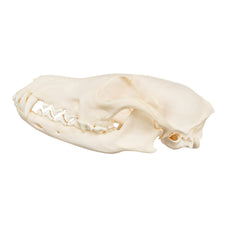 Real Red Fox Skull For Sale — Skulls Unlimited International, Inc.
