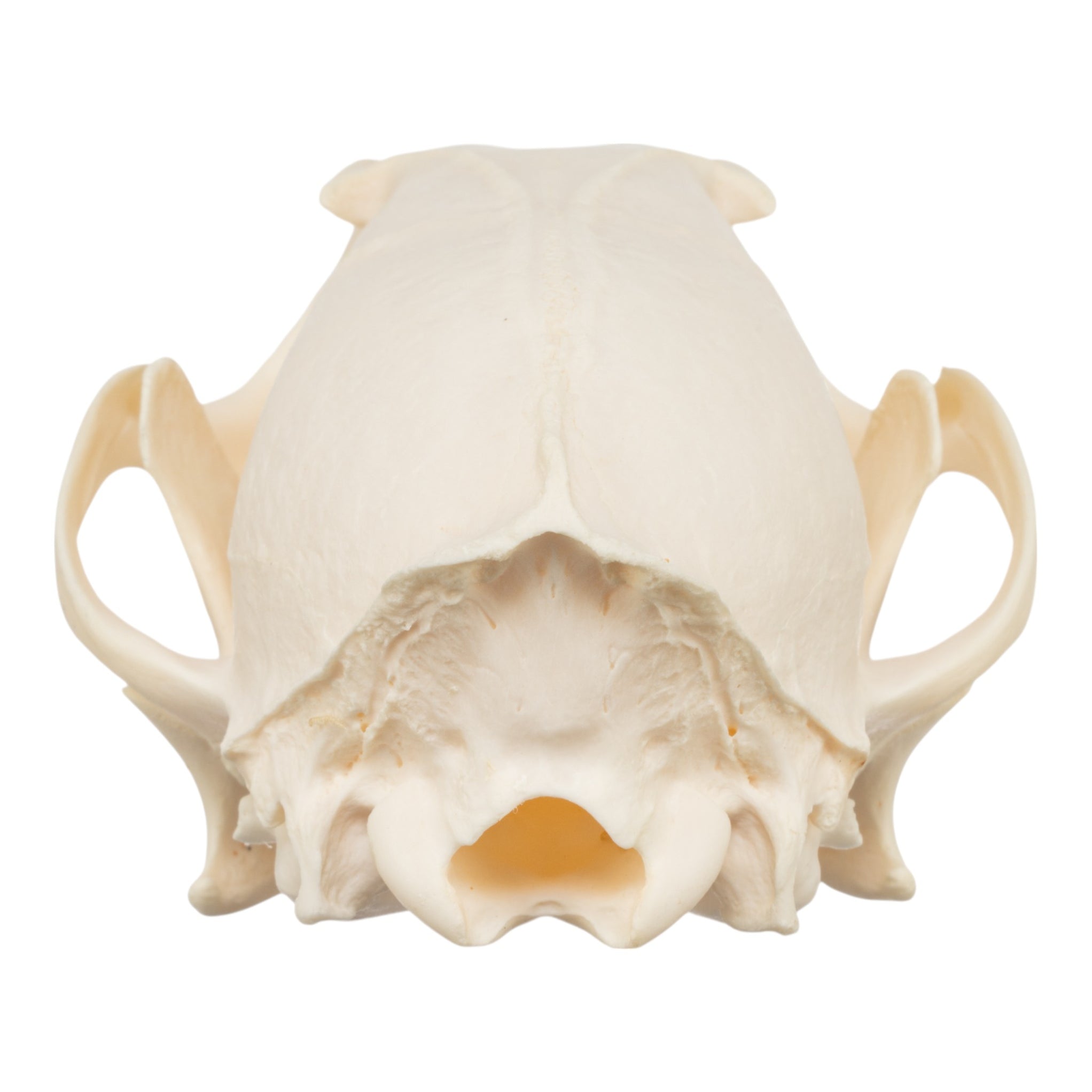 Real Red Fox Skull For Sale — Skulls Unlimited International, Inc.