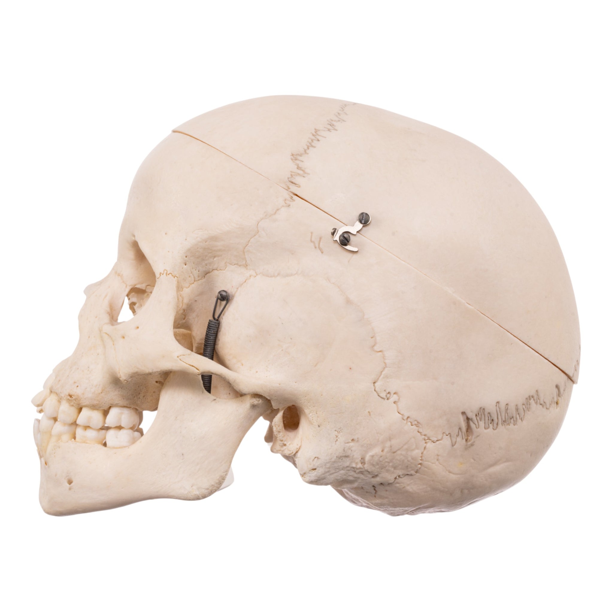Real Human Skull For Sale — Skulls Unlimited International, Inc.