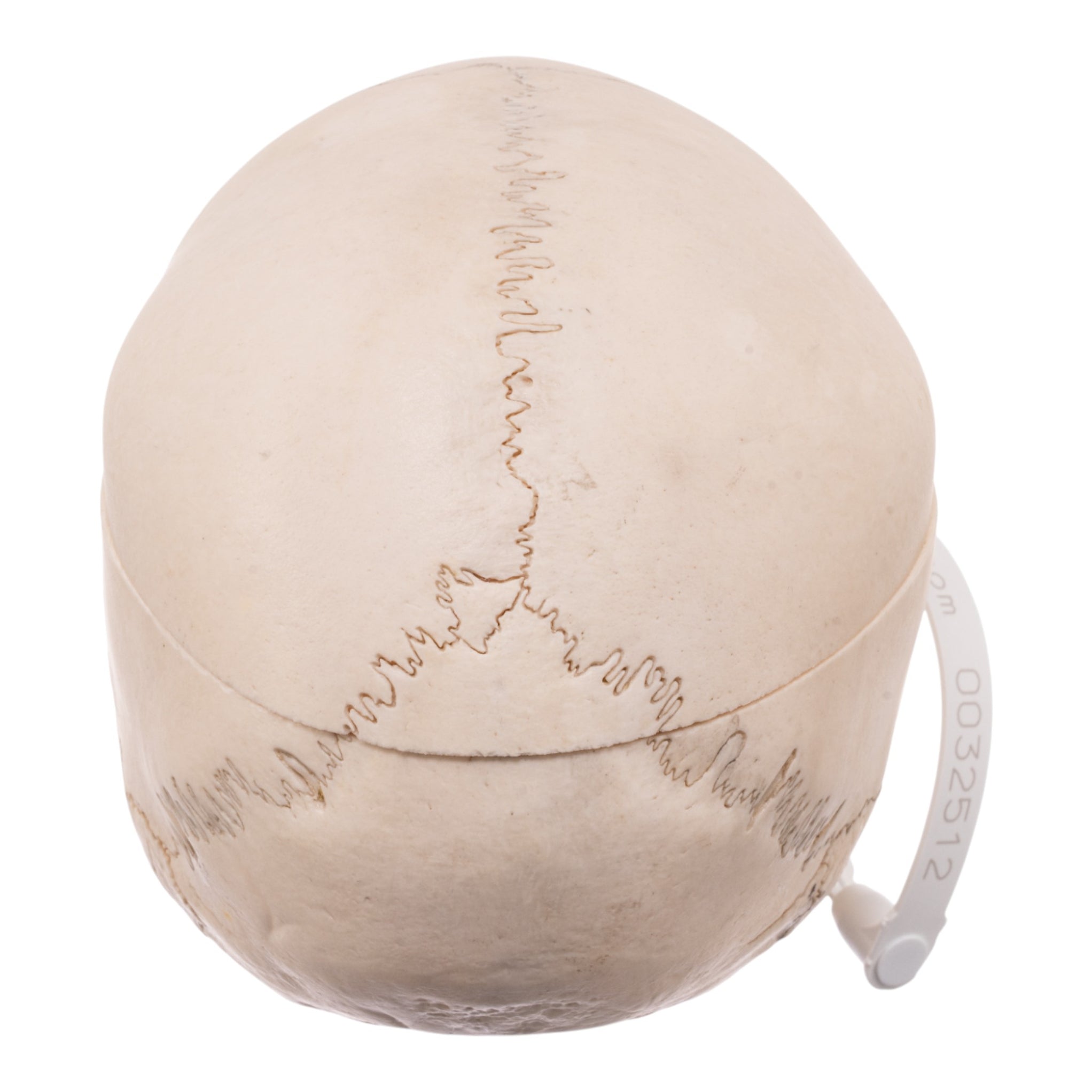Real Human Skull For Sale — Skulls Unlimited International, Inc.