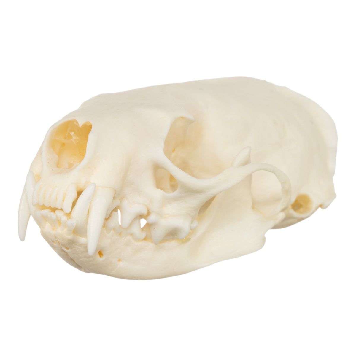 Real American Mink Skull For Sale — Skulls Unlimited International, Inc.