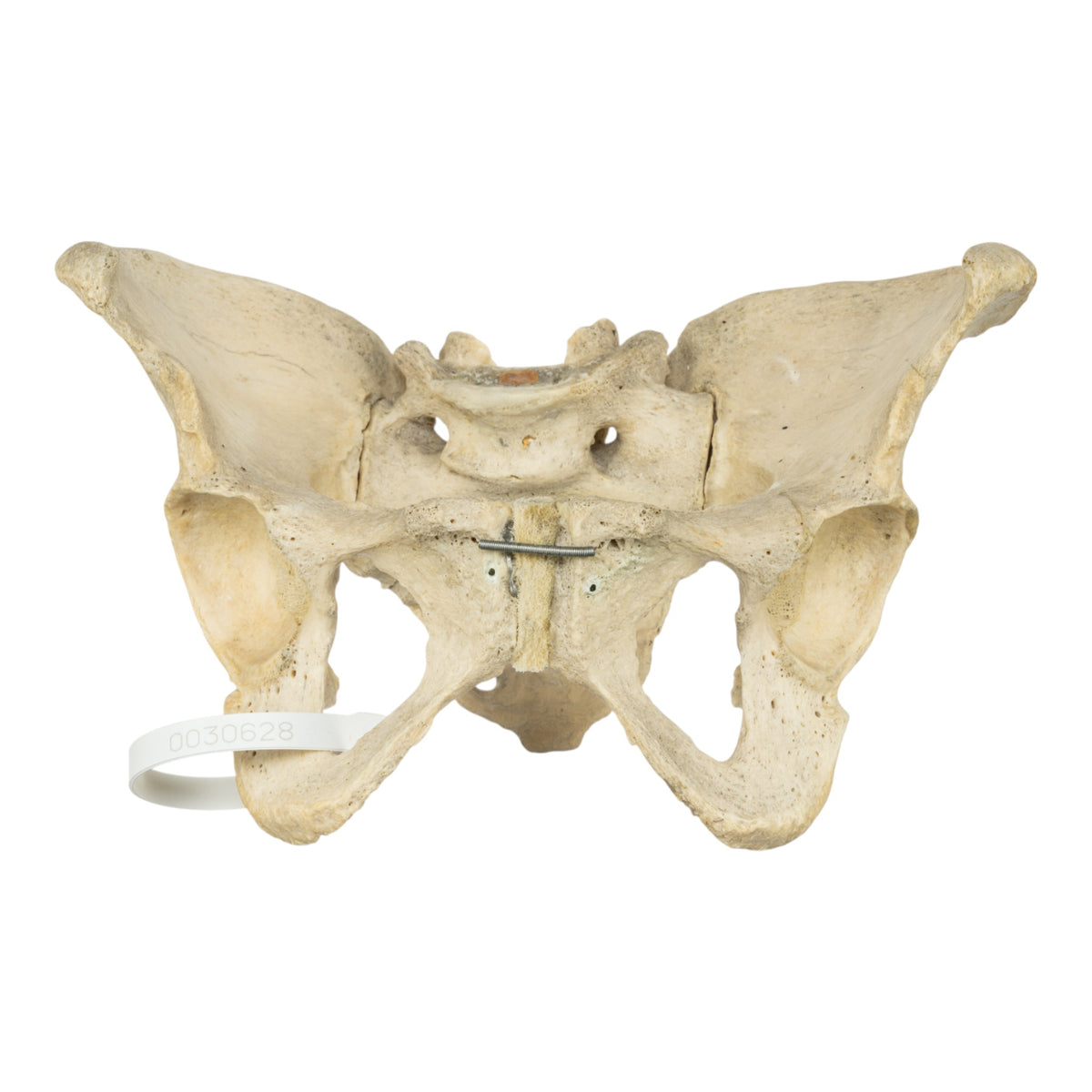 Real Human Pelvis and Sacrum For Sale — Skulls Unlimited International ...