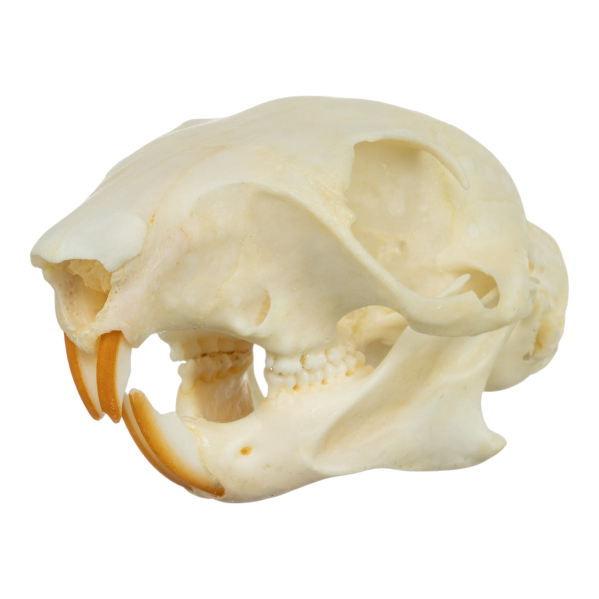 Real Tree Squirrel Skull For Sale — Skulls Unlimited International, Inc.