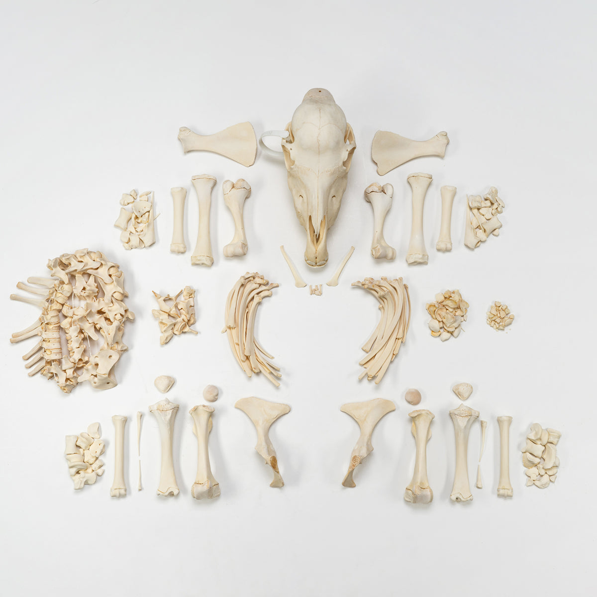 Real Miniature Horse Skeleton For Sale — Skulls Unlimited International ...