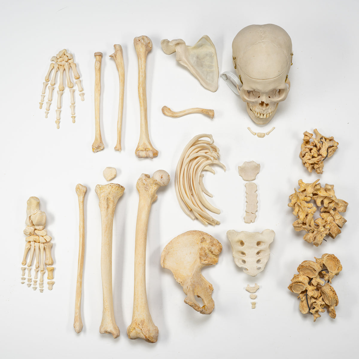 Real Human Half Skeleton For Sale — Skulls Unlimited International, Inc.