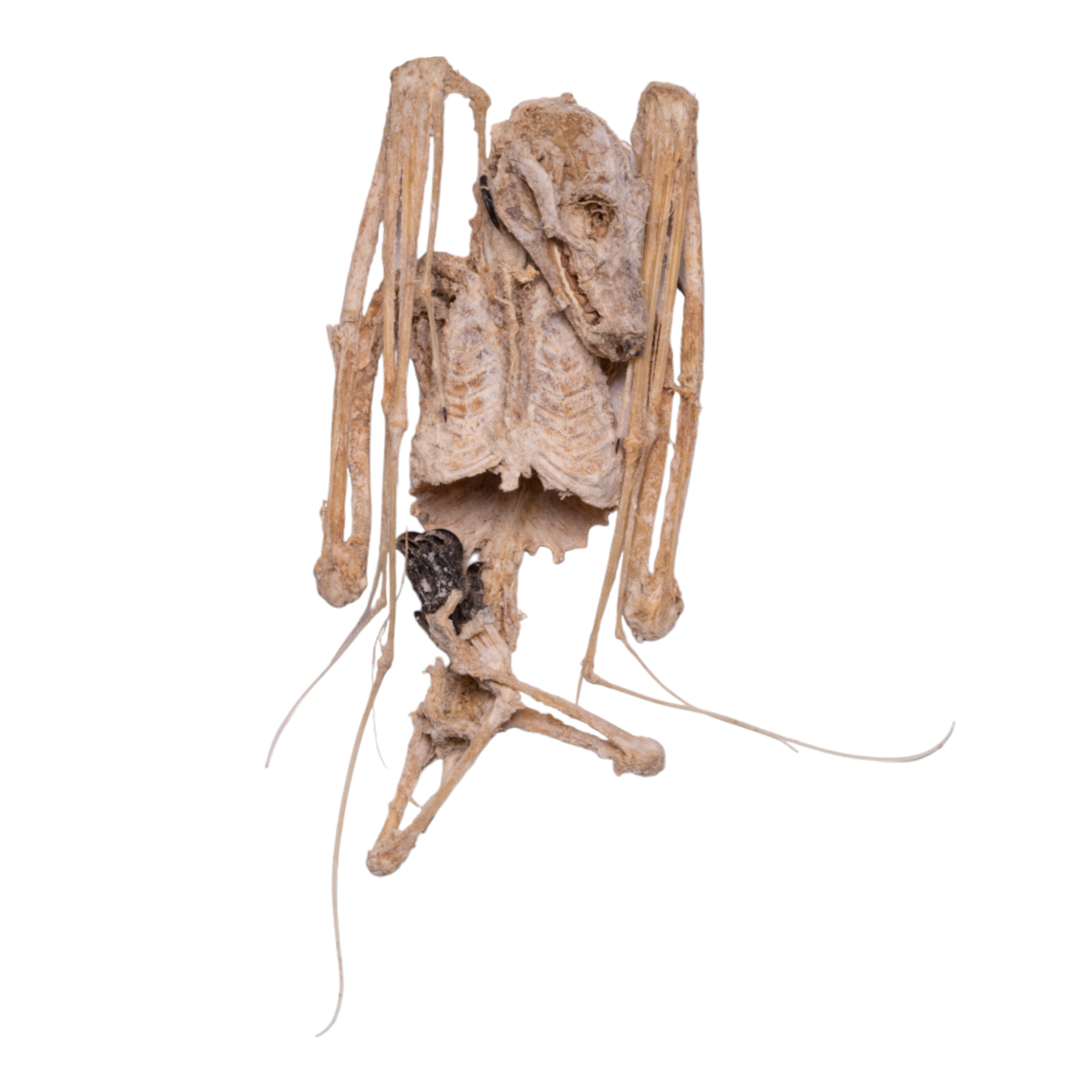 Real Straw-colored Fruit Bat Dried Skeleton For Sale — Skulls Unlimited ...
