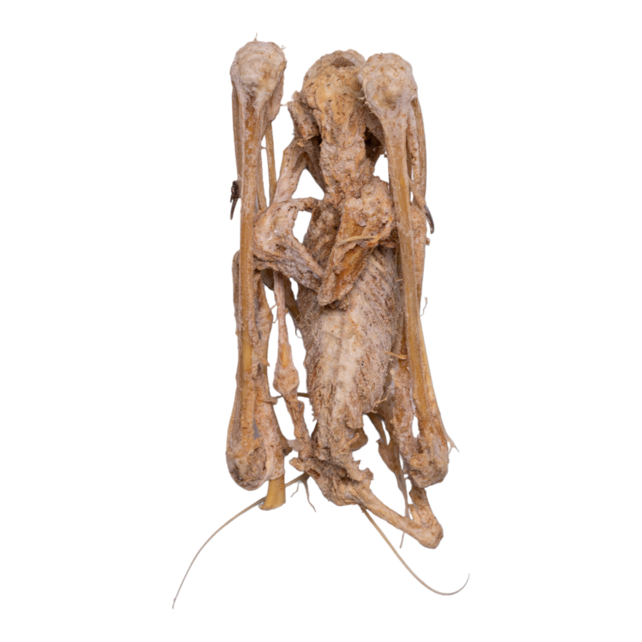 Real Straw-colored Fruit Bat Dried Skeleton For Sale — Skulls Unlimited ...