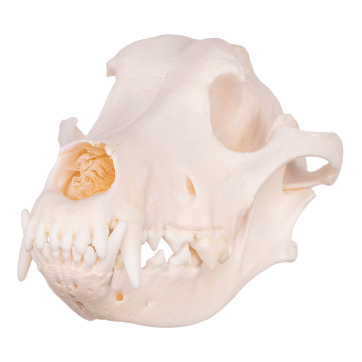 Real Husky Skull For Sale — Skulls Unlimited International, Inc.