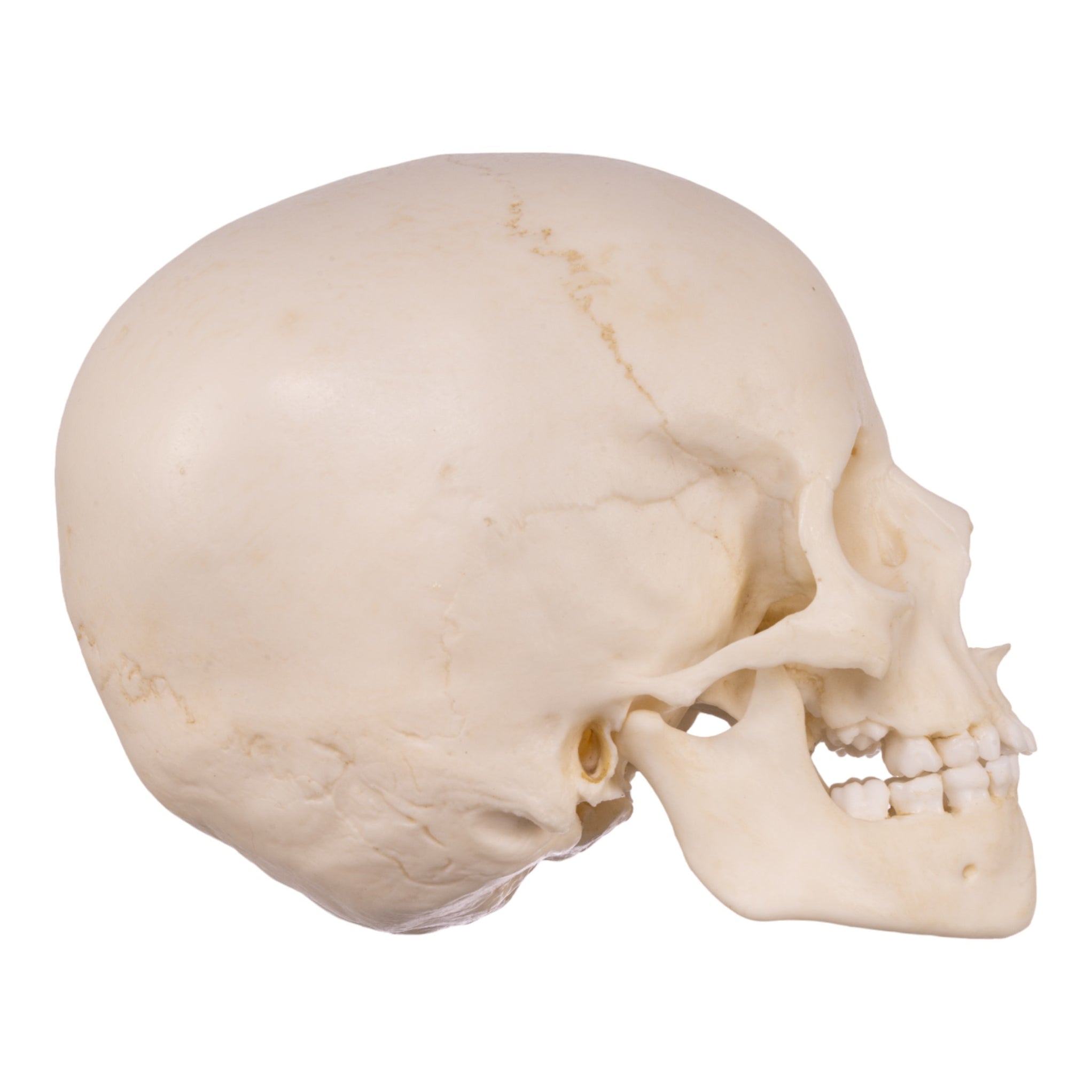 Replica 6-year-old Human Child Skull For Sale — Skulls Unlimited ...