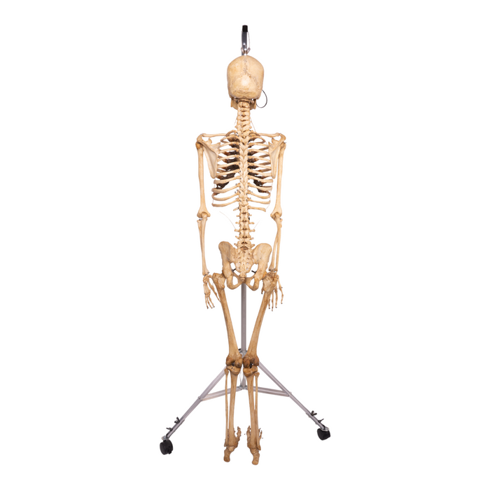 Articulated Human Skeleton