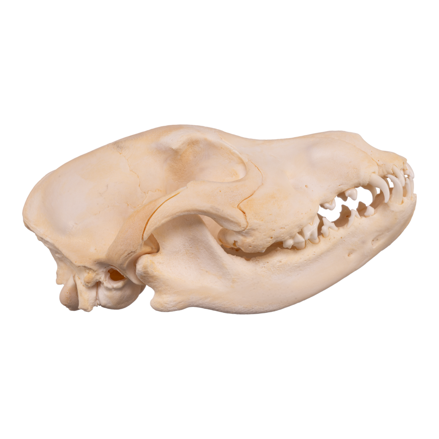 Real German Shepherd Puppy Skull For Sale — Skulls Unlimited ...