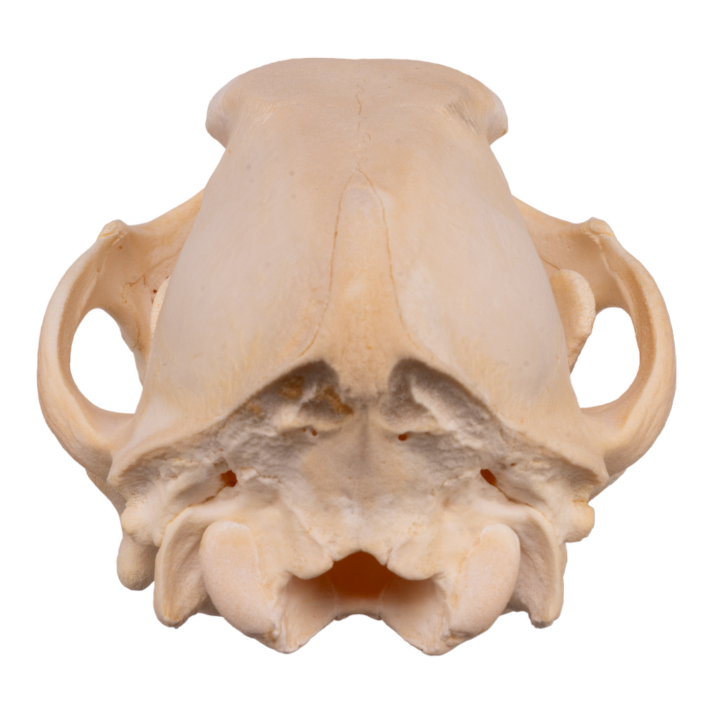 Real German Shepherd Puppy Skull For Sale — Skulls Unlimited ...
