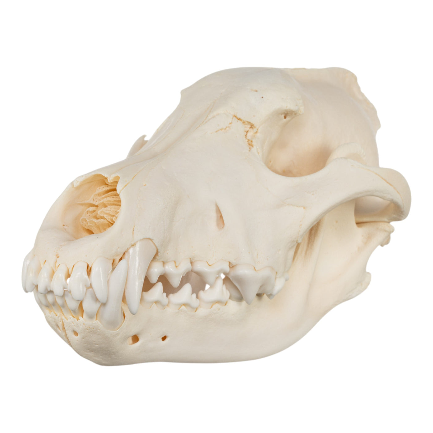 Real Gray Wolf Skull With Pathology For Sale — Skulls Unlimited ...