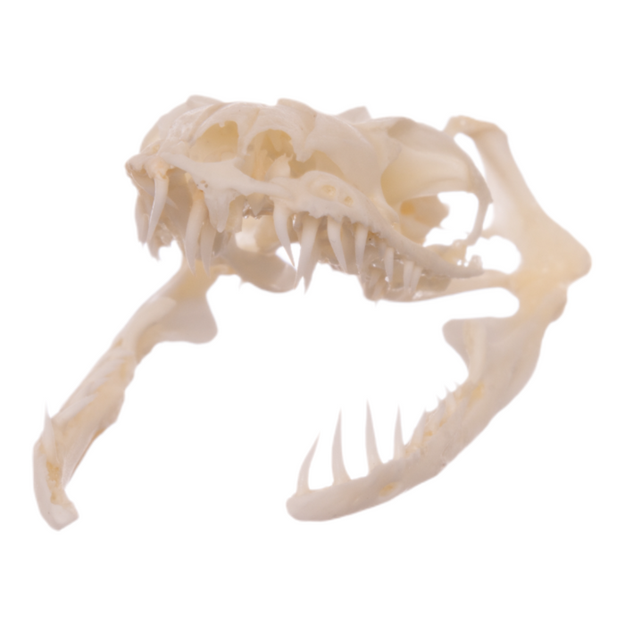 Burmese Python Skeleton