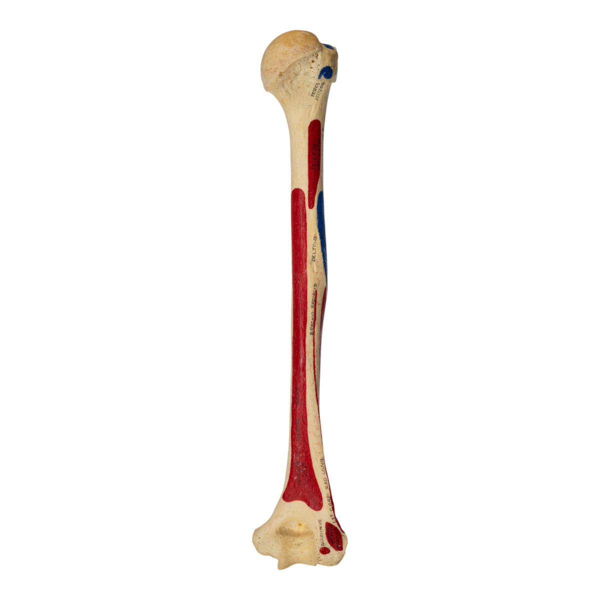Real Human Painted Humerus For Sale — Skulls Unlimited International, Inc.