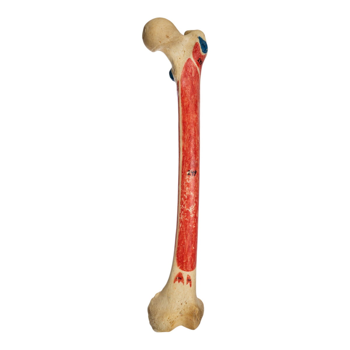 Real Human Painted Femur For Sale — Skulls Unlimited International, Inc.
