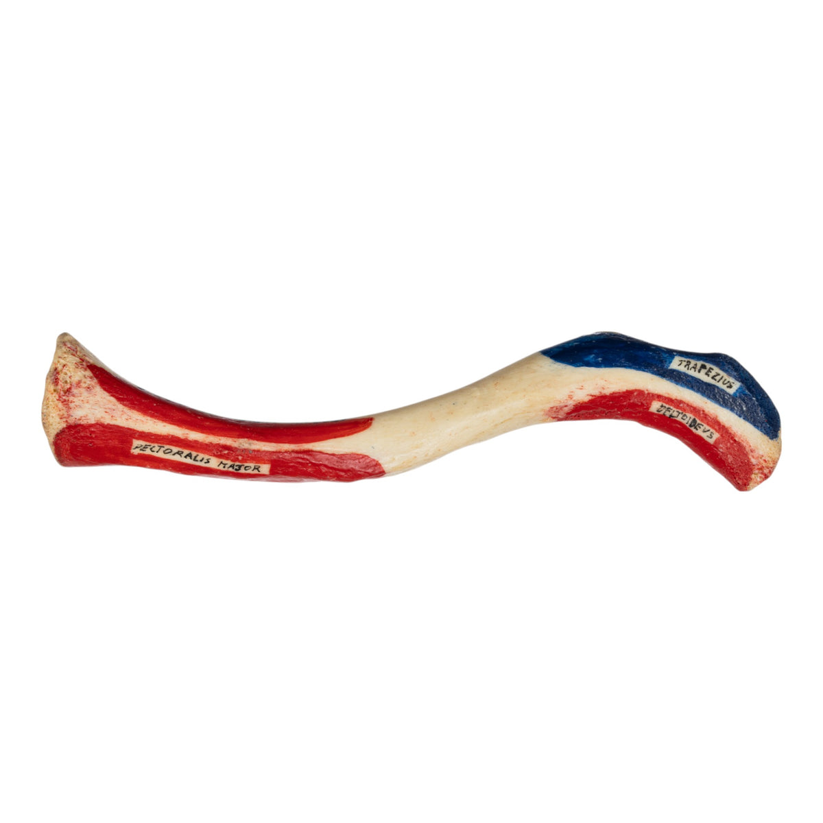 Real Human Painted Clavicle For Sale — Skulls Unlimited International, Inc.