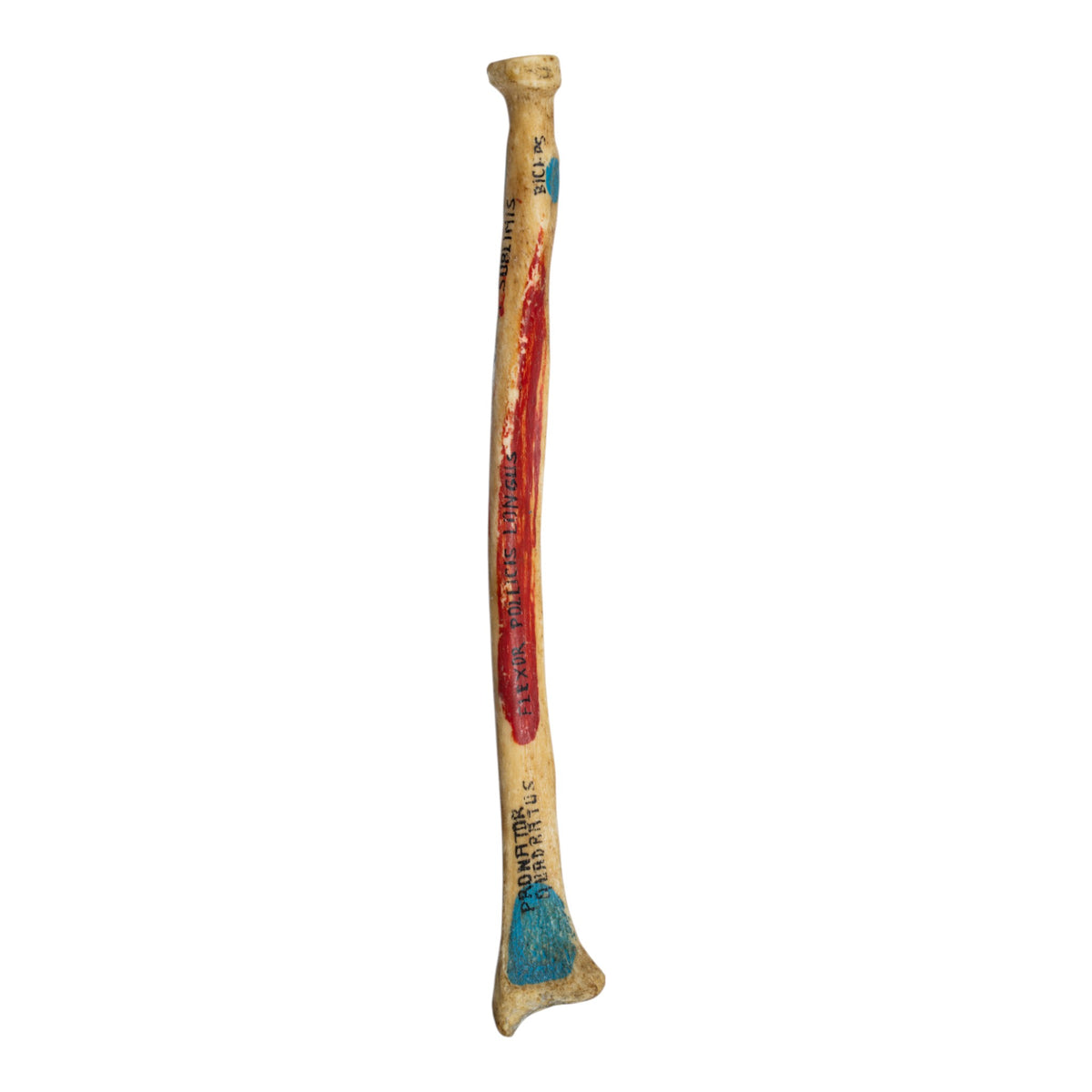 Real Human Painted Radius For Sale — Skulls Unlimited International, Inc.