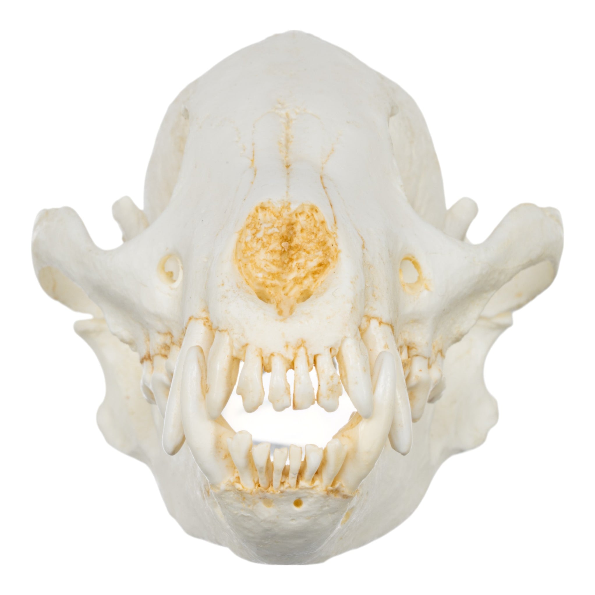 Replica Bush Dog Skull For Sale — Skulls Unlimited International, Inc.