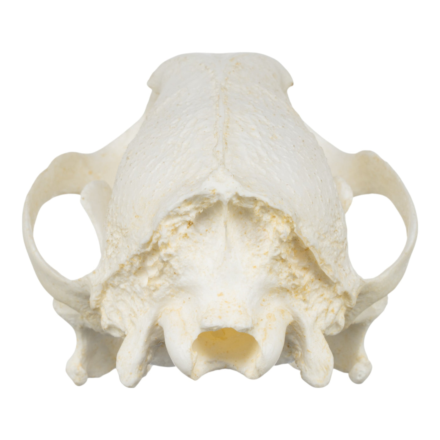 Replica Bush Dog Skull For Sale — Skulls Unlimited International, Inc.