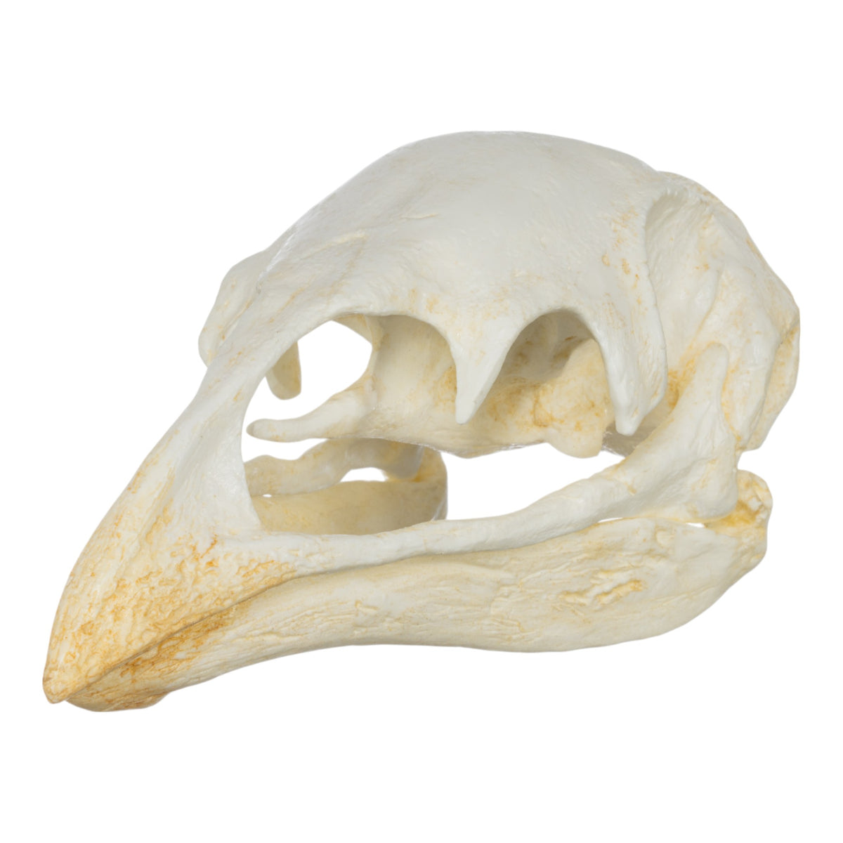 Replica Moa Skull For Sale — Skulls Unlimited International, Inc.