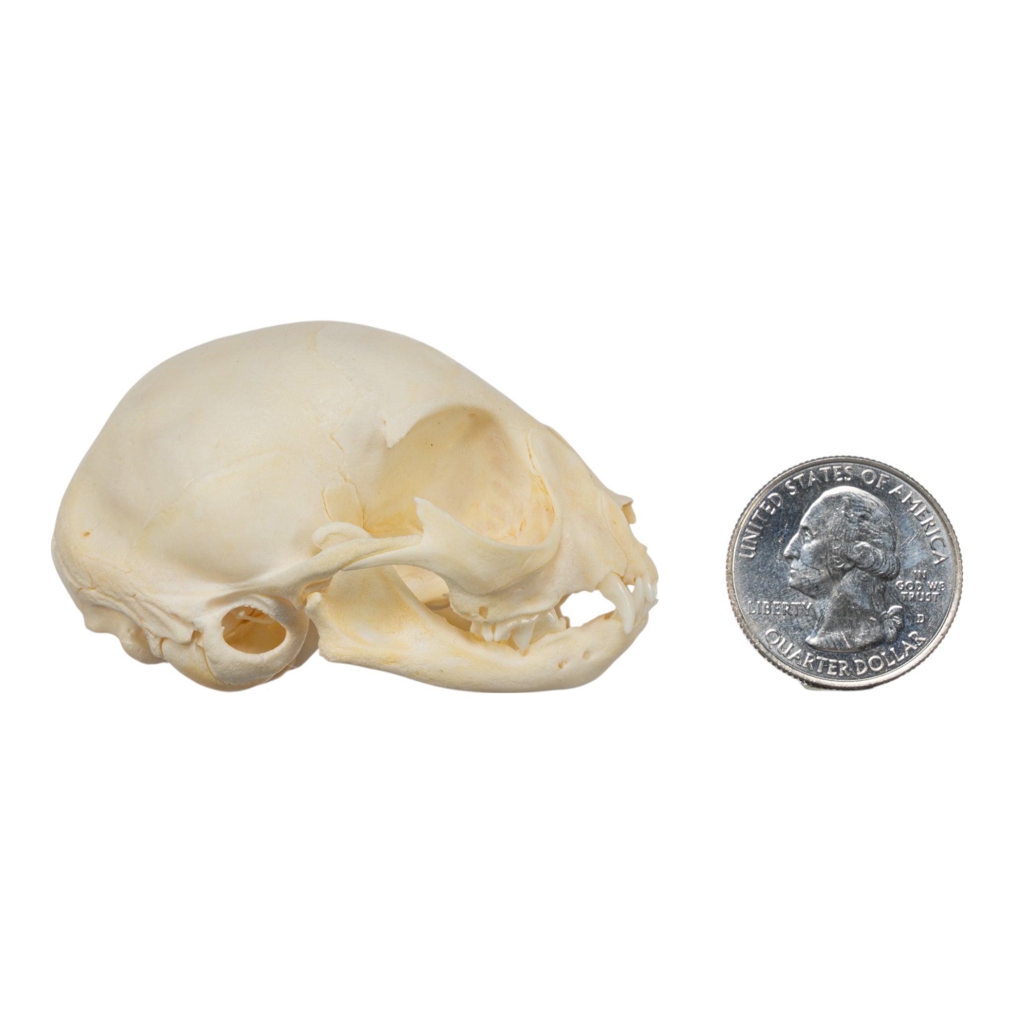 Real Kitten Skull For Sale — Skulls Unlimited International, Inc.