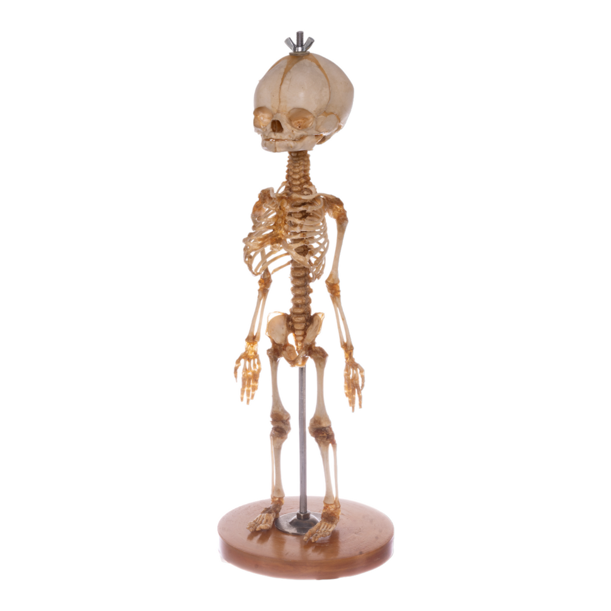 Real Human Fetal Skeleton - For Sale — Skulls Unlimited International, Inc.