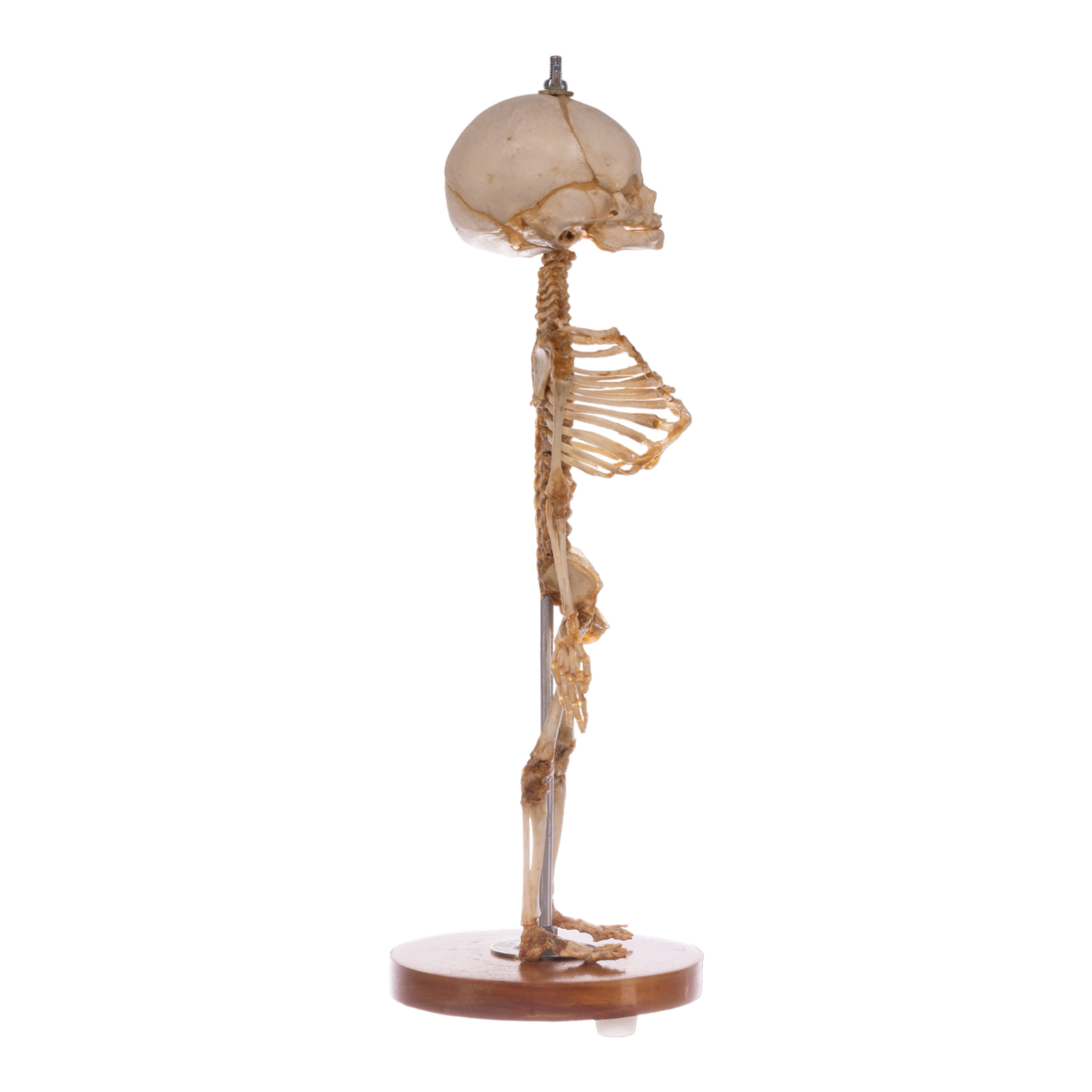 Real Human Fetal Skeleton - For Sale — Skulls Unlimited International, Inc.