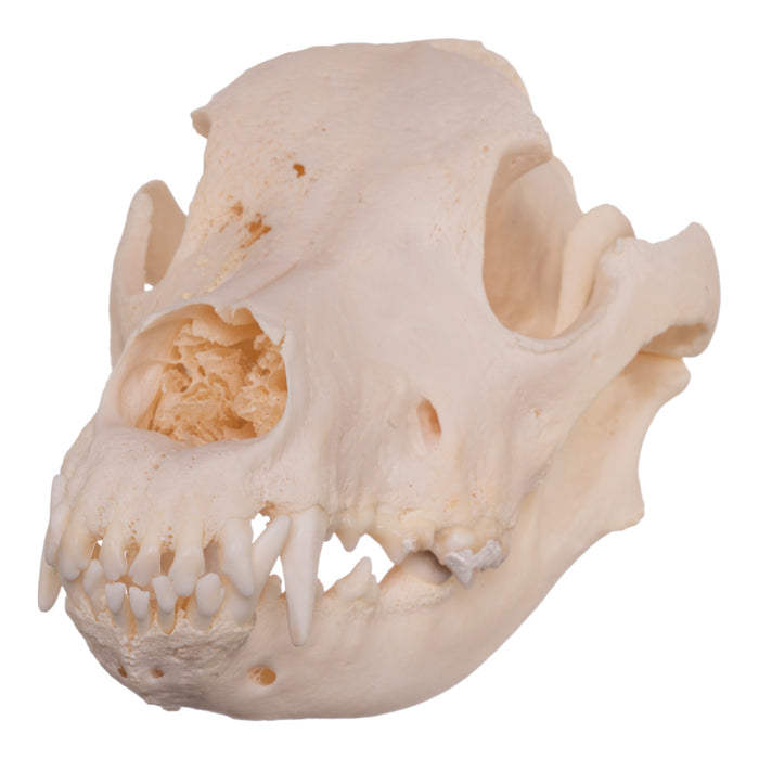 Real Domestic Dog Skull With Pathology For Sale — Skulls Unlimited ...