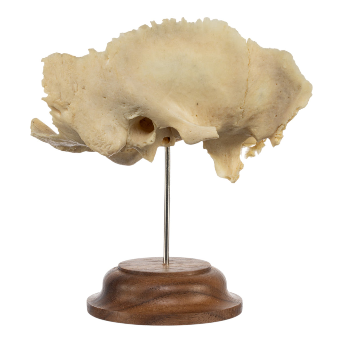 Real Human Partial Skull On Stand For Sale — Skulls Unlimited ...