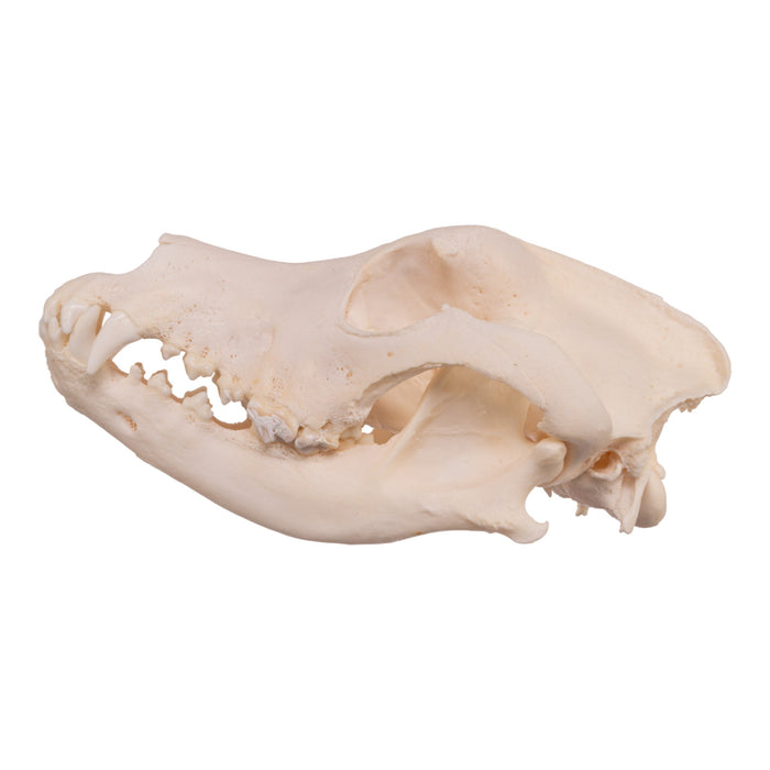 Real Domestic Dog Skull With Pathology For Sale — Skulls Unlimited ...