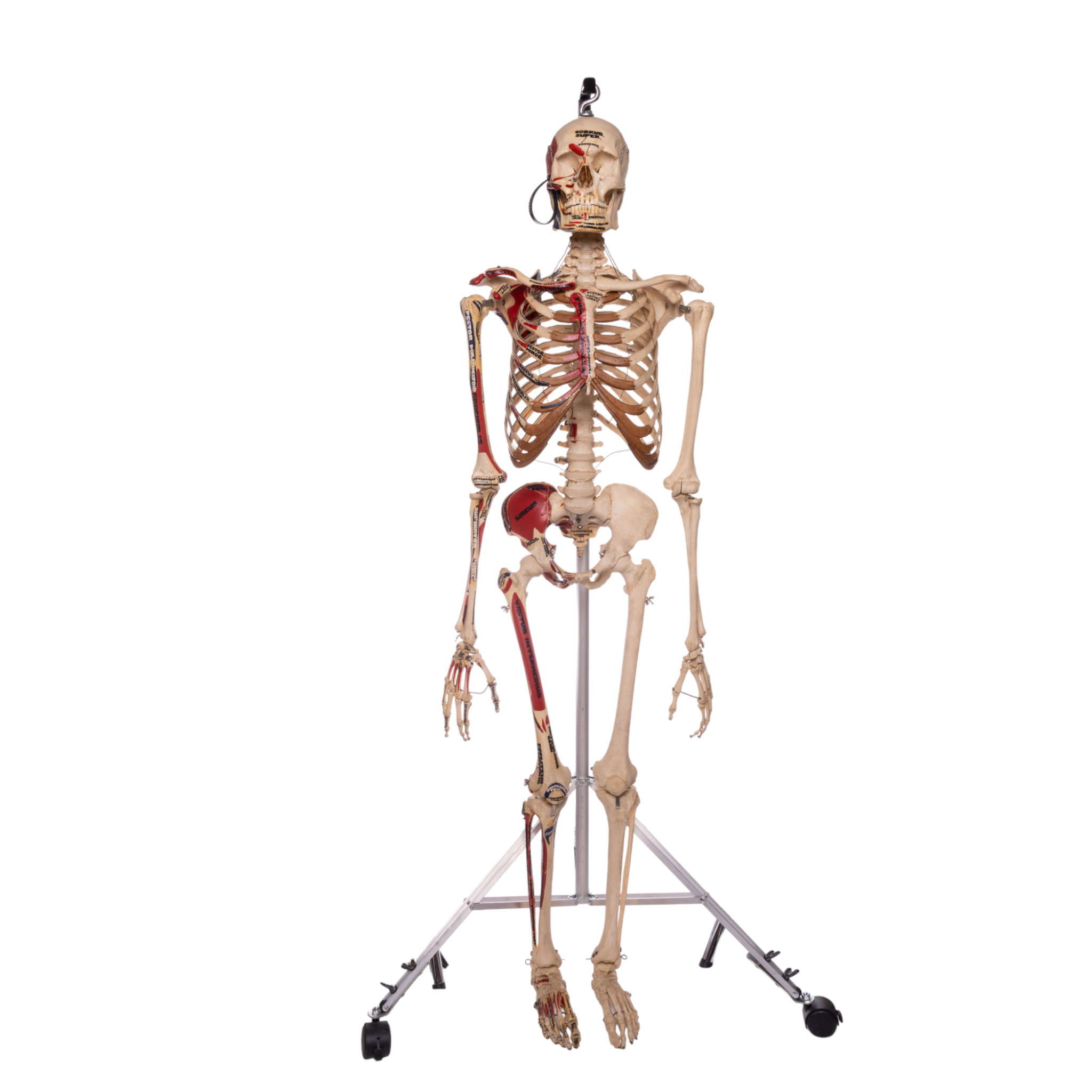 Real Skeleton System