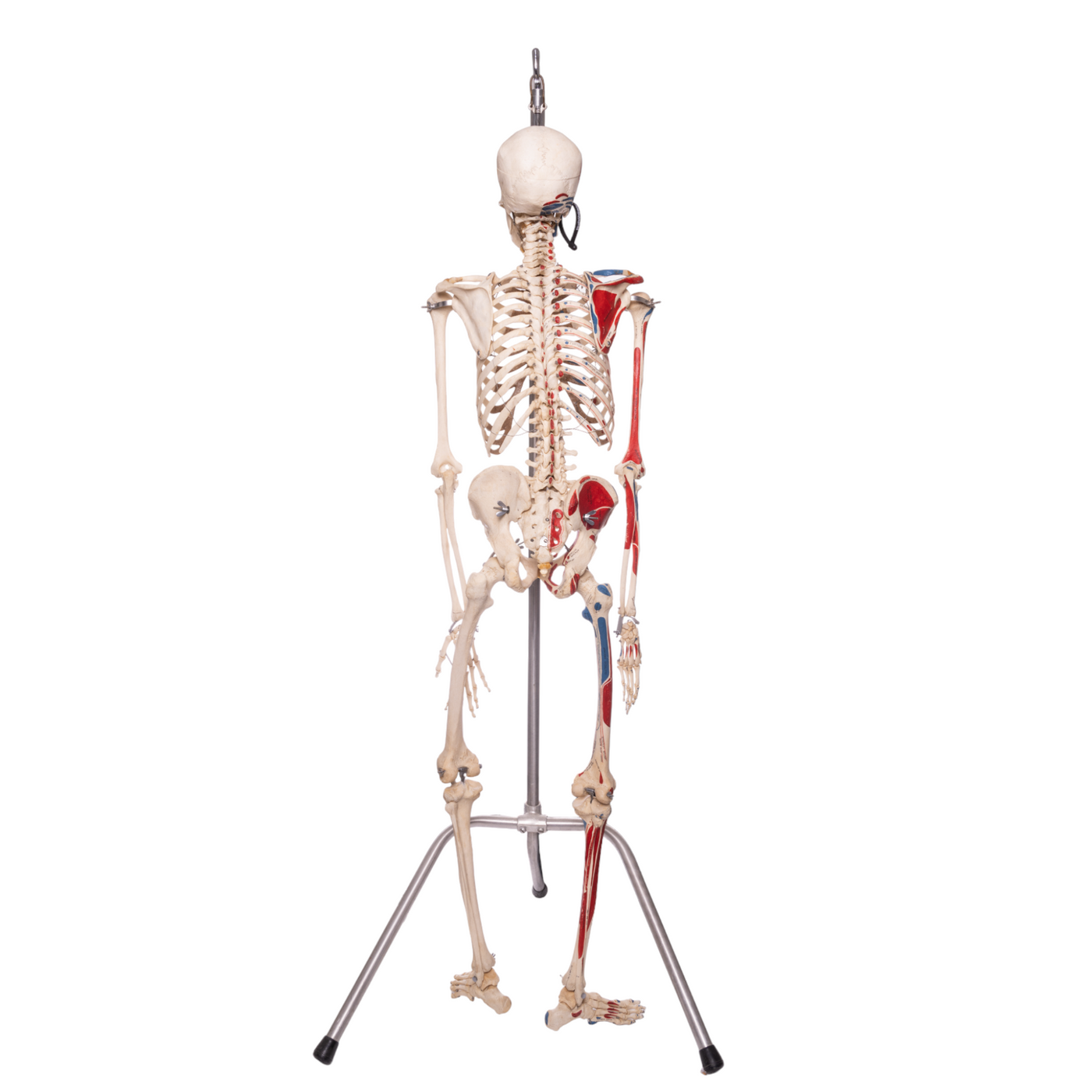 Real Human Articulated Skeleton For Sale — Skulls Unlimited ...