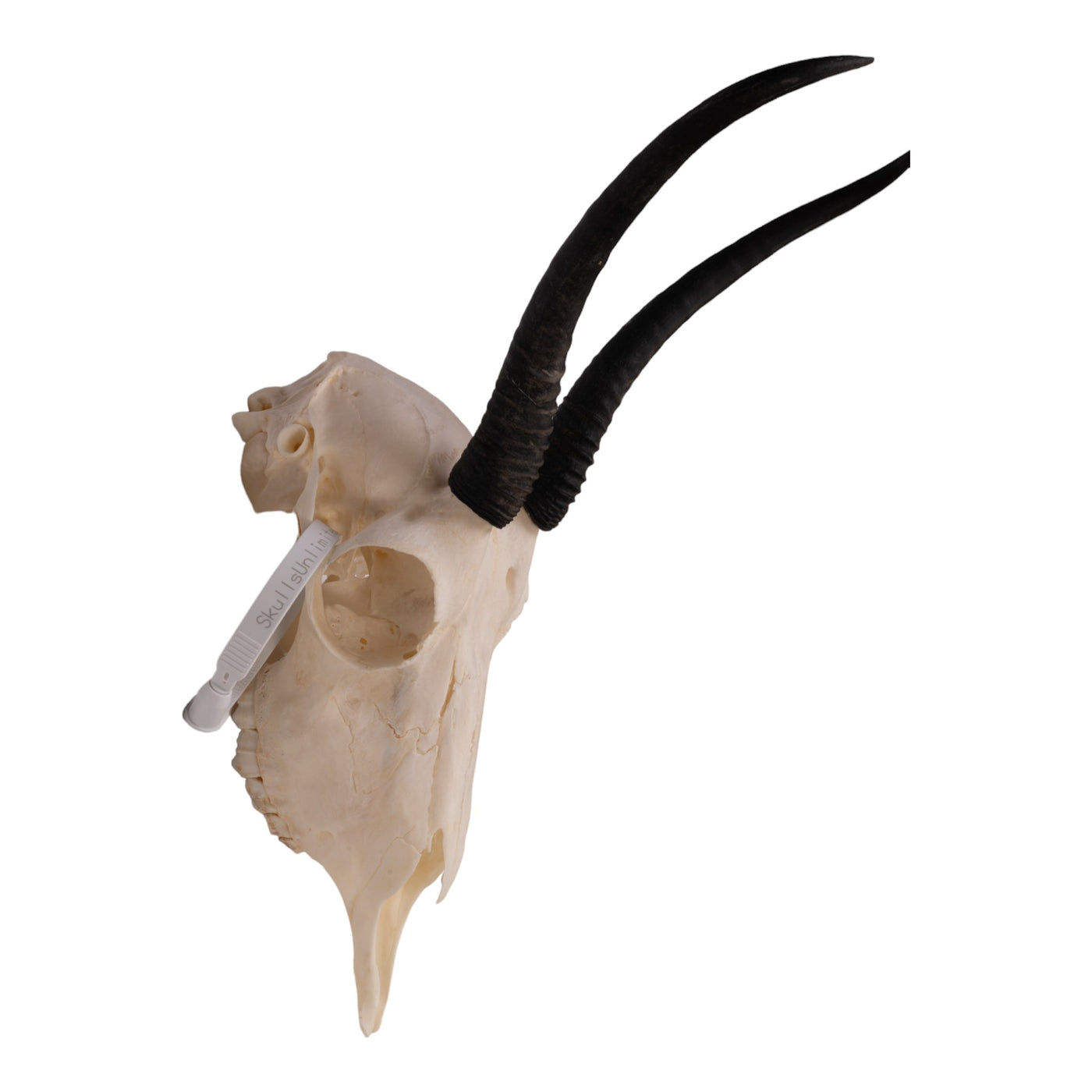 Real Springbok Skull (Female) For Sale — Skulls Unlimited International ...