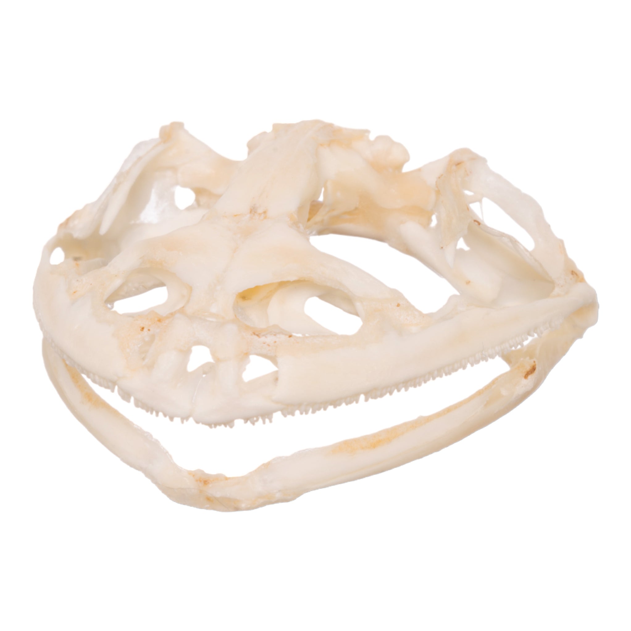 Real Bullfrog Skull For Sale — Skulls Unlimited International, Inc.
